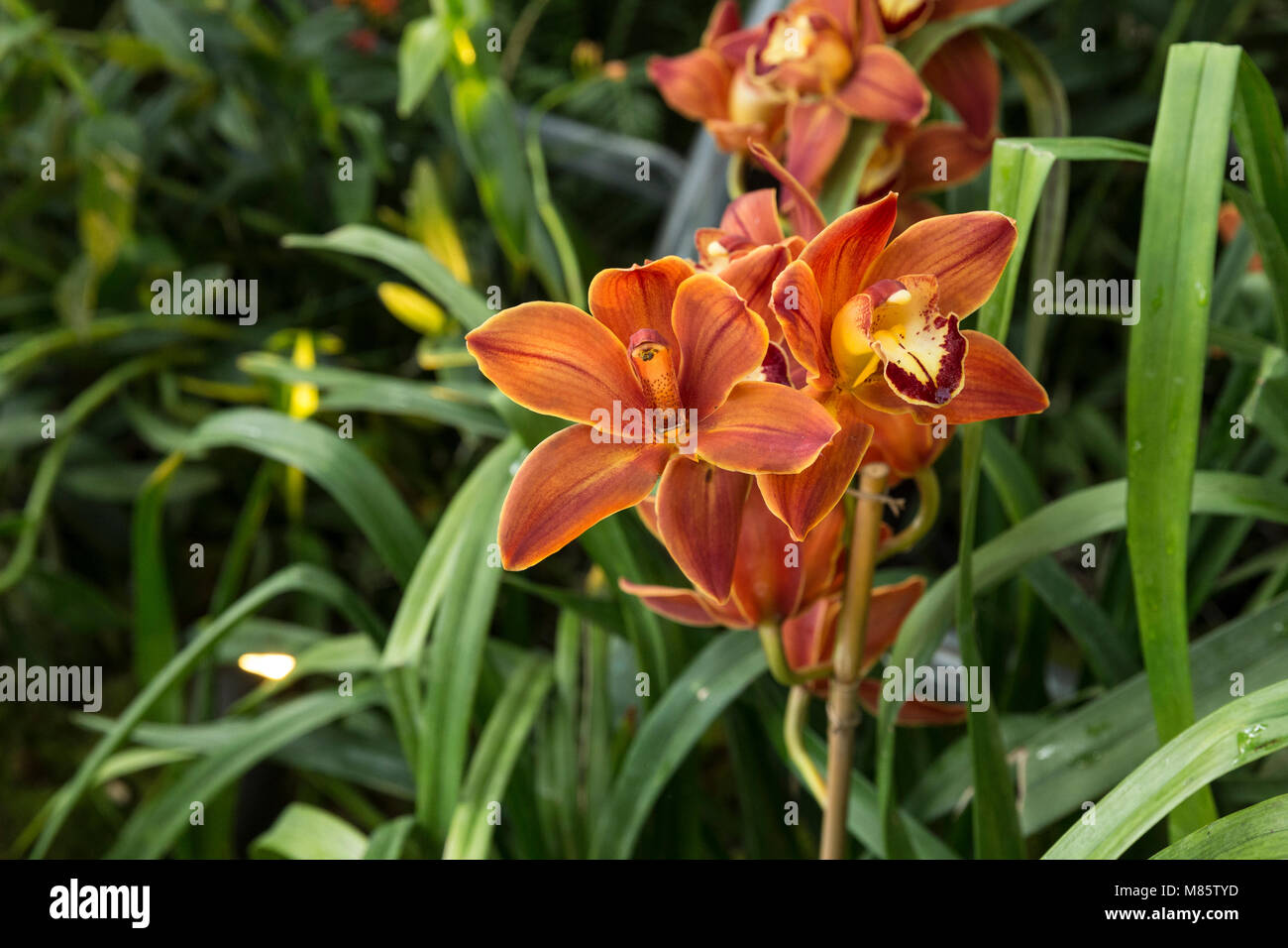 New York, NY - March 14, 2018: Blooming orchids on display during New ...