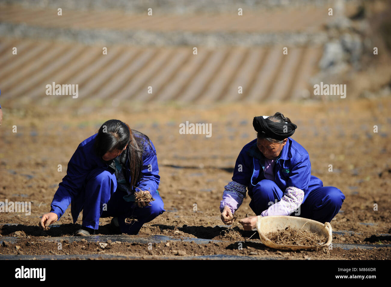 Weining, China's Guizhou Province. 15th Mar, 2018. Farmers plant ...