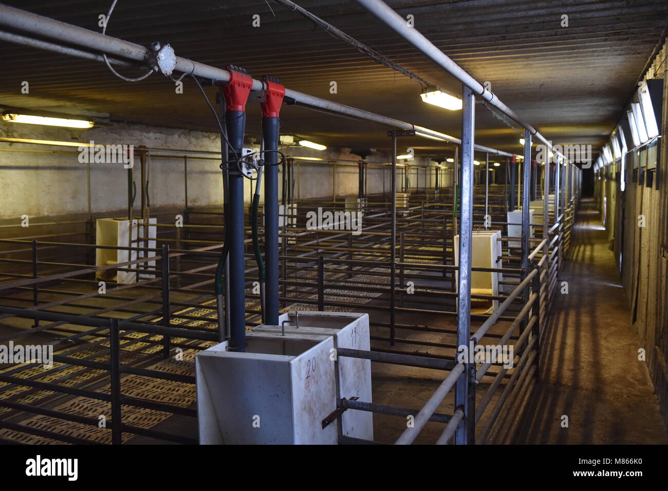 The last 330 of 13,000 pigs were transported from the Lety pig farm ...