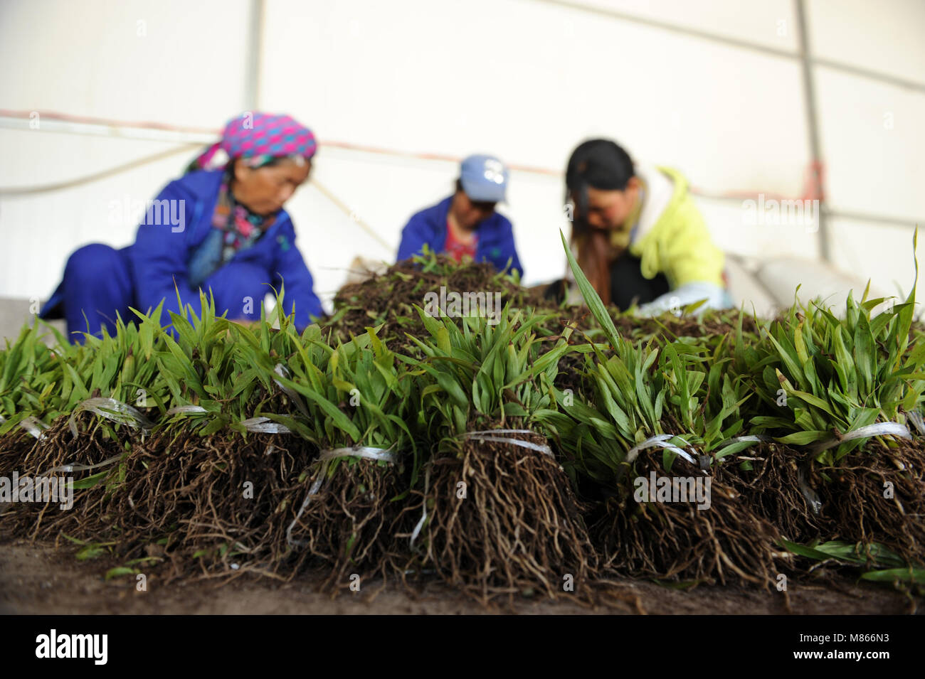 Weining, China's Guizhou Province. 15th Mar, 2018. Farmers harvest ...