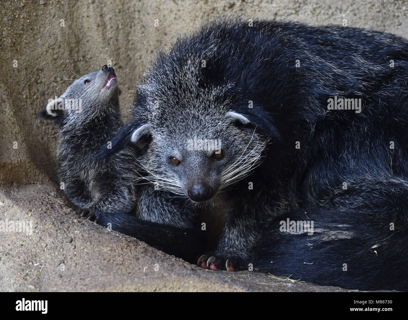 Olomouc, Czech Republic. 15th Mar, 2018. One of three young binturongs ...