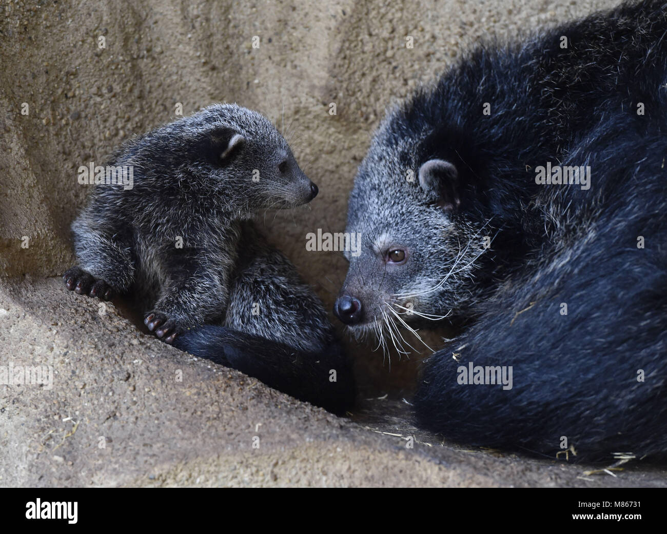 Olomouc, Czech Republic. 15th Mar, 2018. One of three young binturongs ...