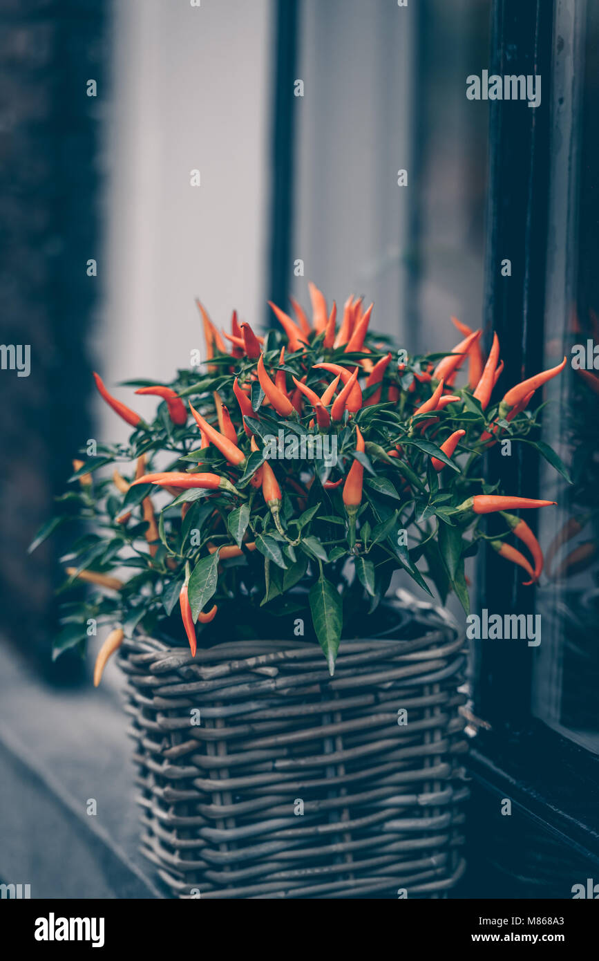 Spicy red pepper in a pot grows outdoors on a dutch city street Stock ...