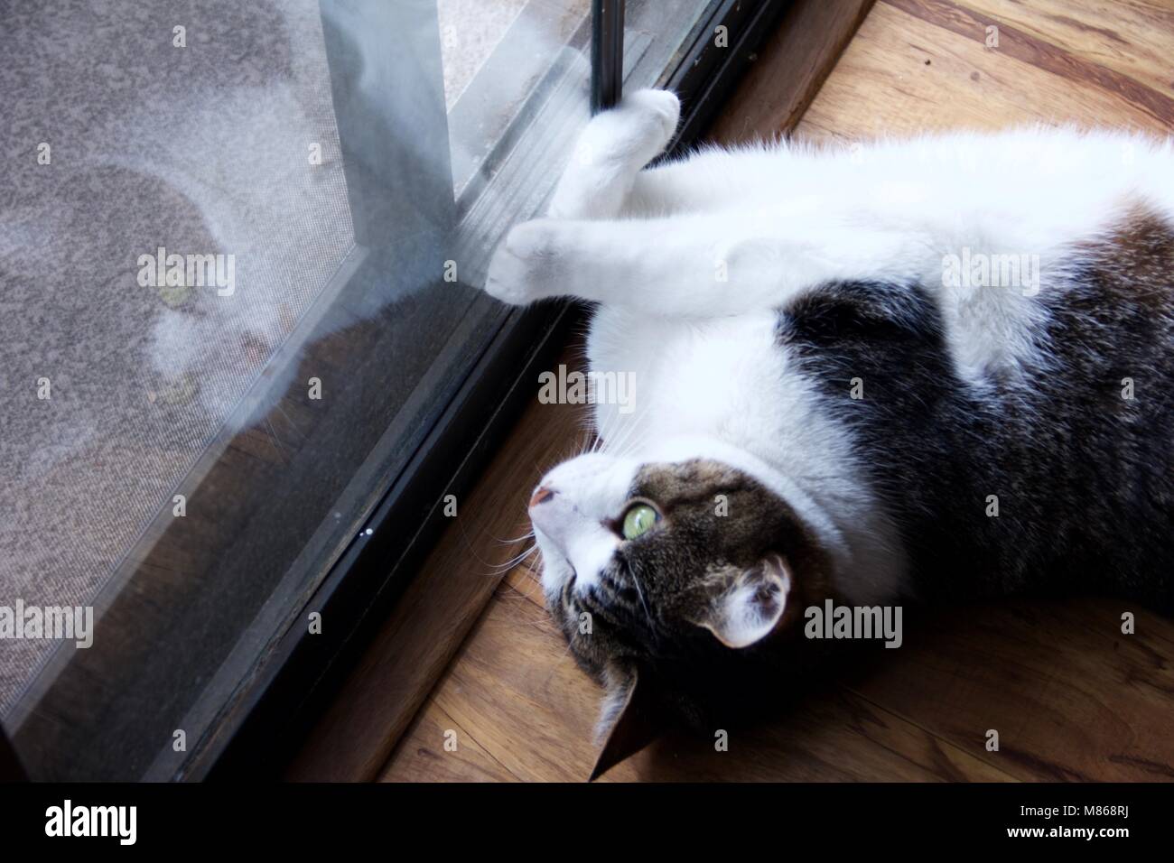 A Tabby cat looks at his reflection in the window Stock Photo - Alamy