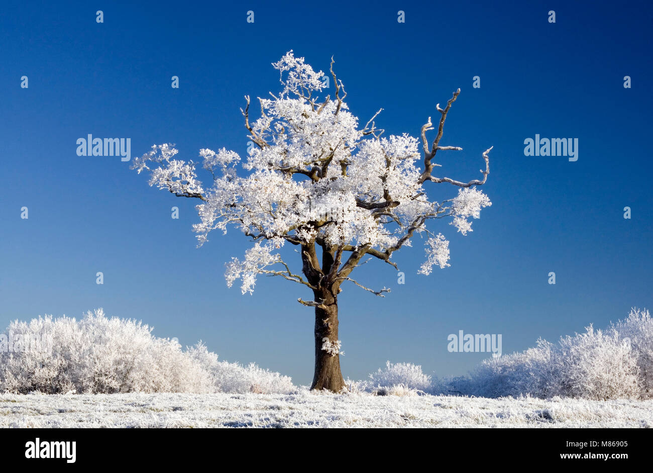 English oak tree (Quercus robur) covered in frost, December ...