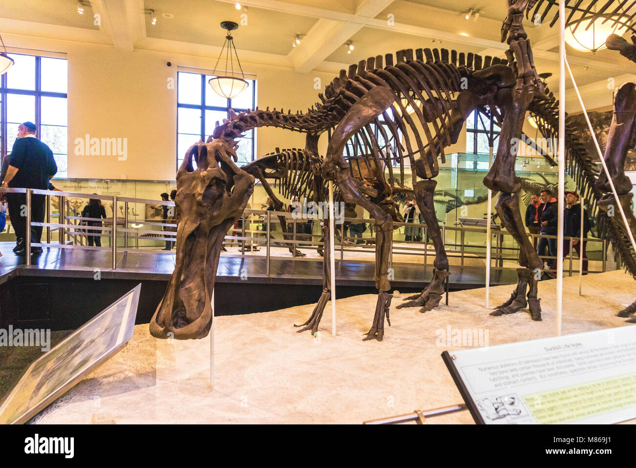 New York CITY, United States of America - May 01, 2016: Dinossaur ...