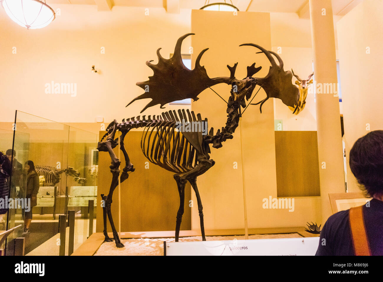 New York CITY, United States of America - May 01, 2016: Dinossaur ...