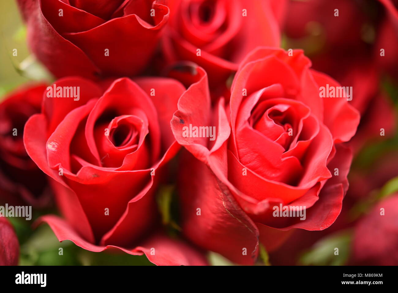 Red roses close up Stock Photo - Alamy