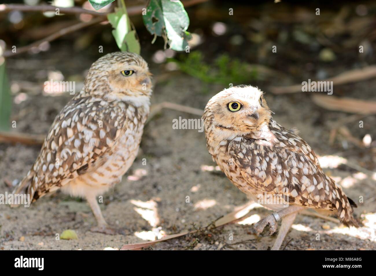 Close up of a pair of little owls in the wild Stock Photo - Alamy