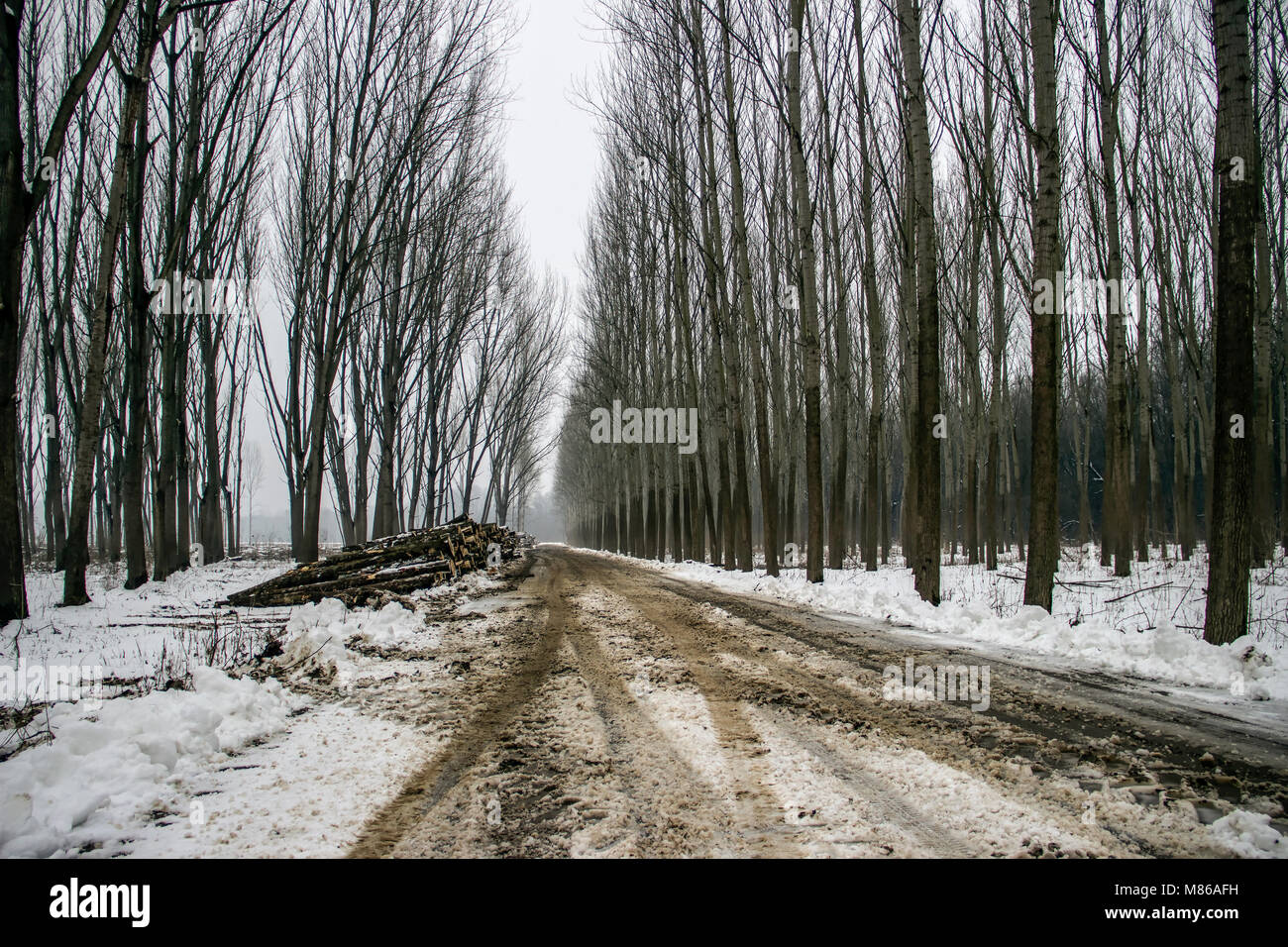 Countryside, Serbia - A stack of timber logs along the forest edge ...