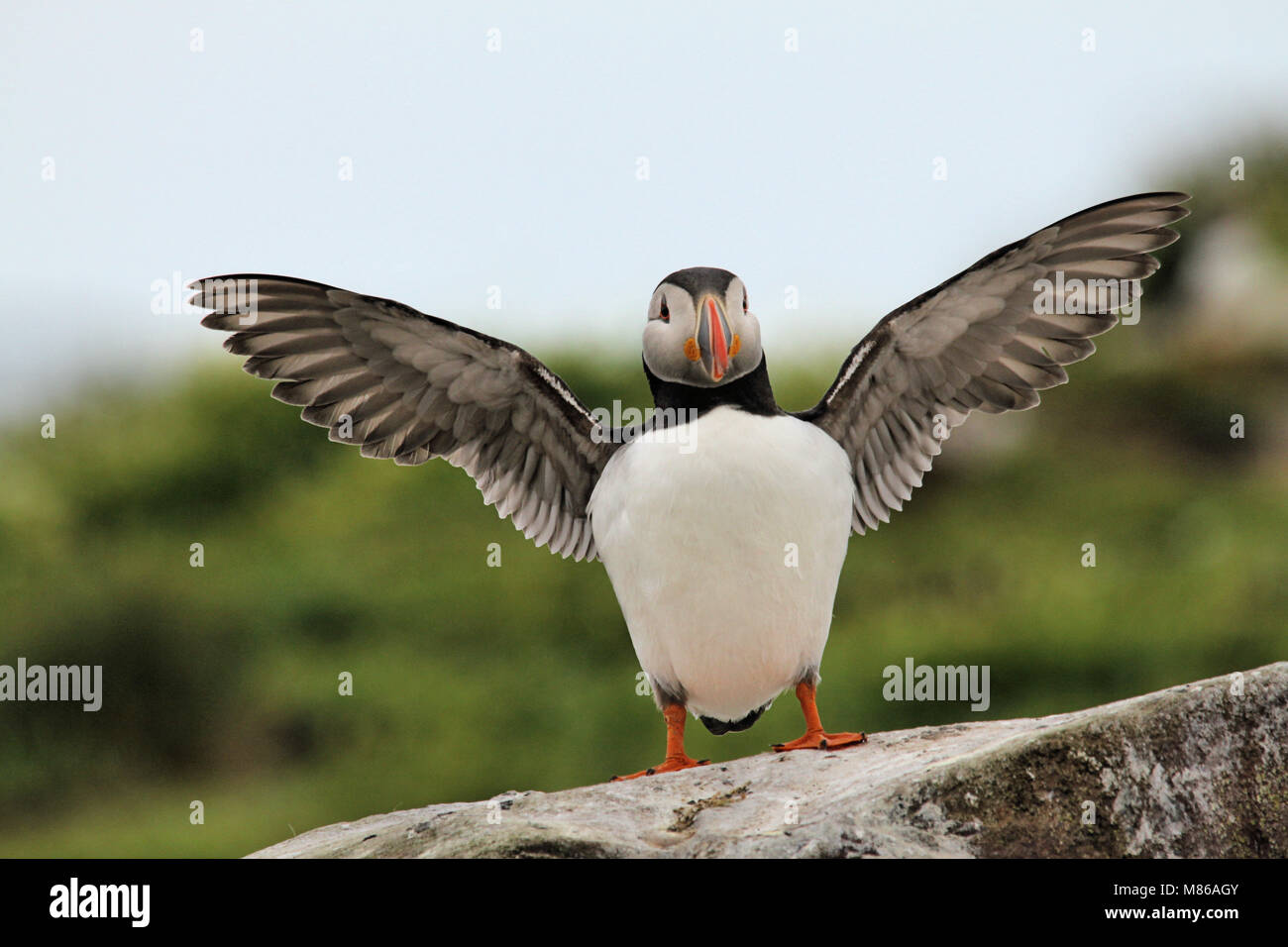 A Puffin flappimg its wings Stock Photo - Alamy