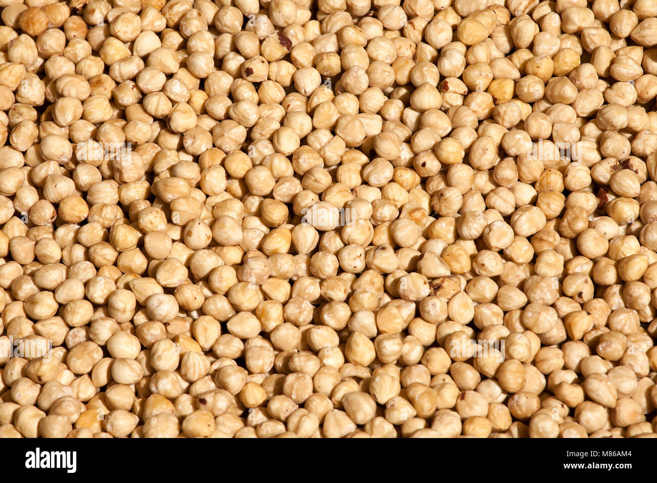 the Cicer arietinum is scientific name of Chickpeas legume. Also known ...