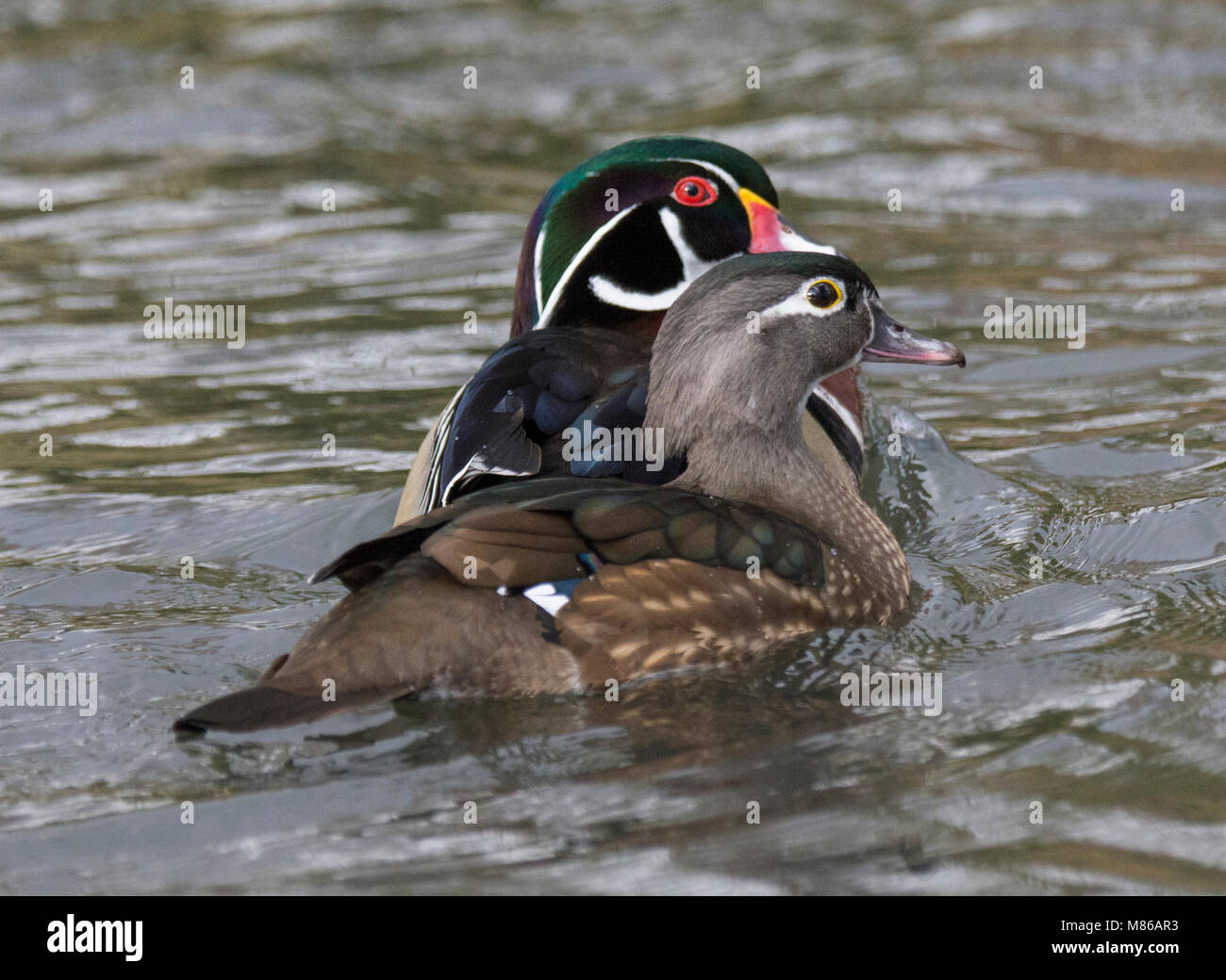 North american ducks hi-res stock photography and images - Alamy