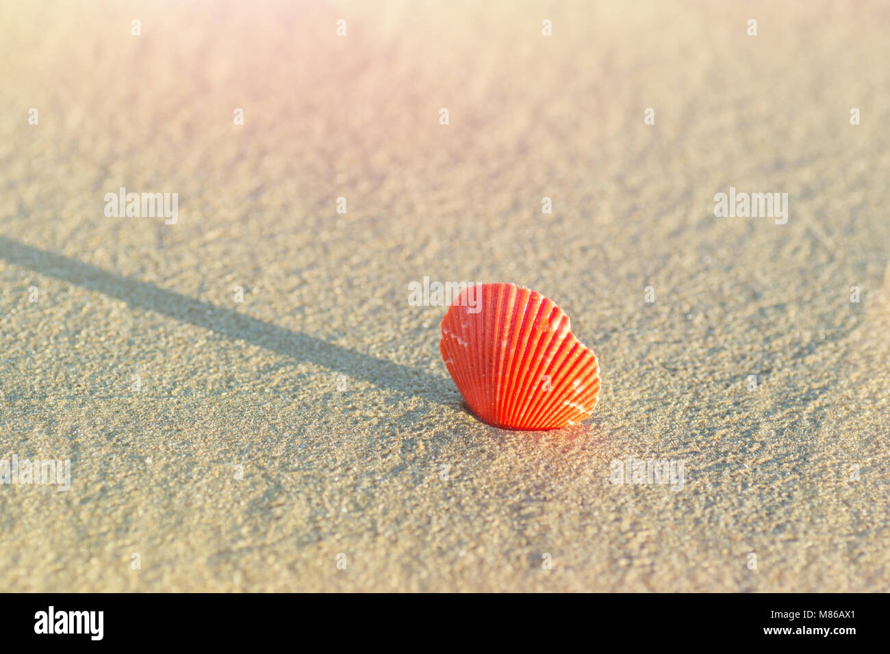 Beautiful Round Flat Red Seashell on Beach Sand at Seashore. Golden ...
