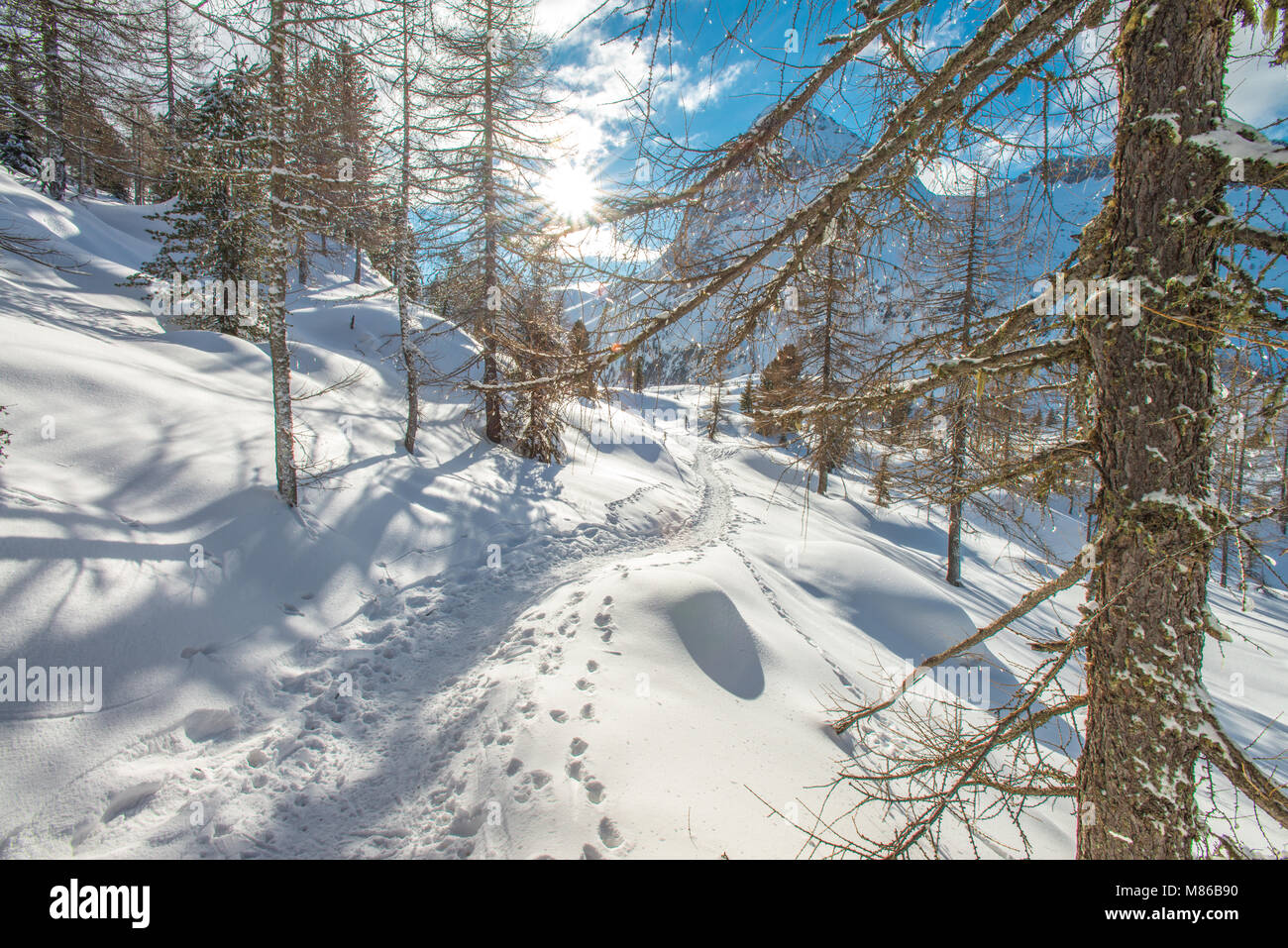 Walking tracks forest hi-res stock photography and images - Alamy