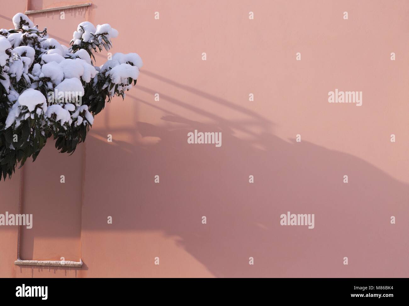 Pink wall background with snowy tree (Pesaro, Italy Stock Photo - Alamy