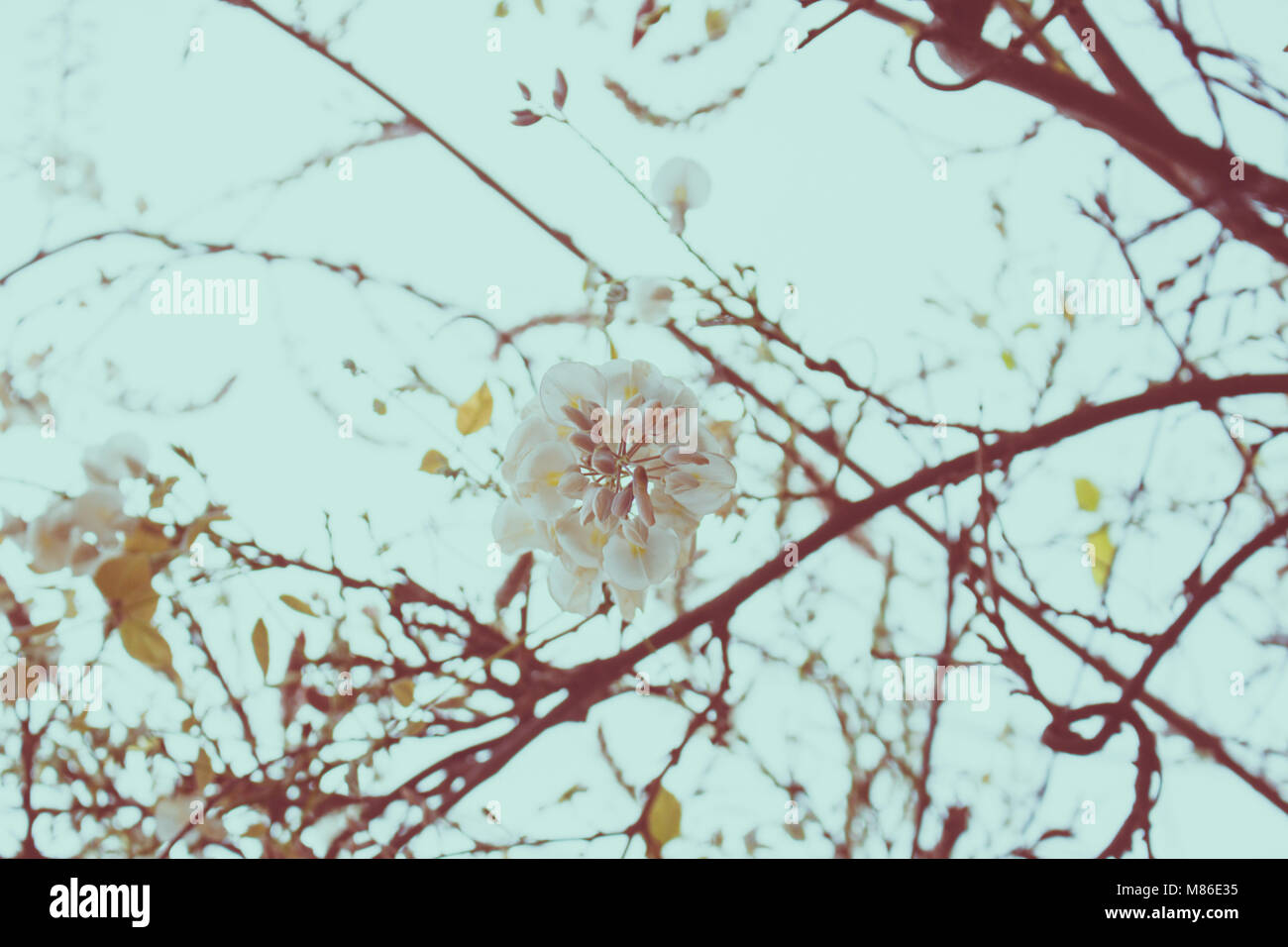 Acacia. Blossoming white acacia in the spring. Macro Stock Photo - Alamy