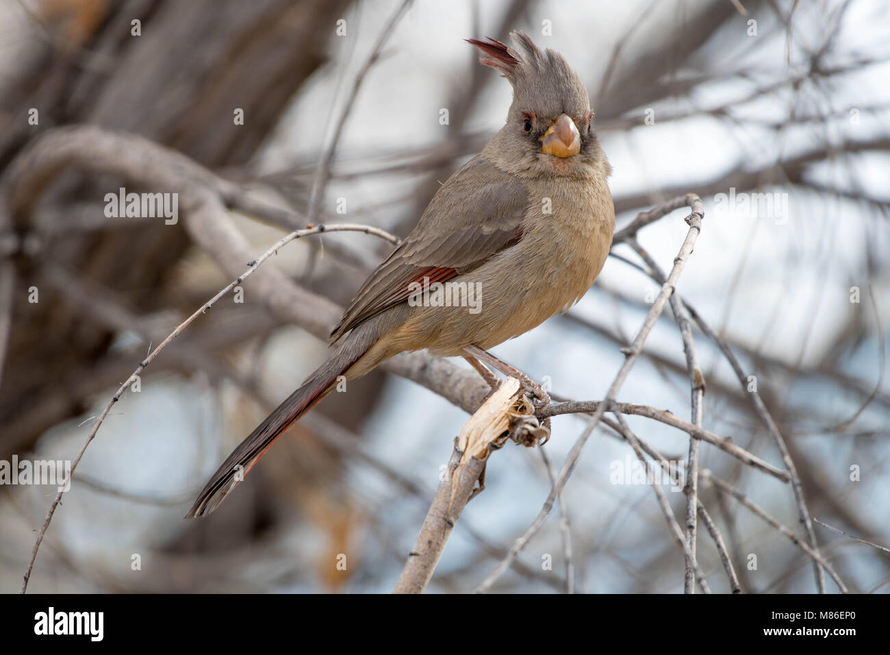 Pyrrhuloxia cardinalis sinuatus bosque del apache new mexico usa hi-res stock photography and ...