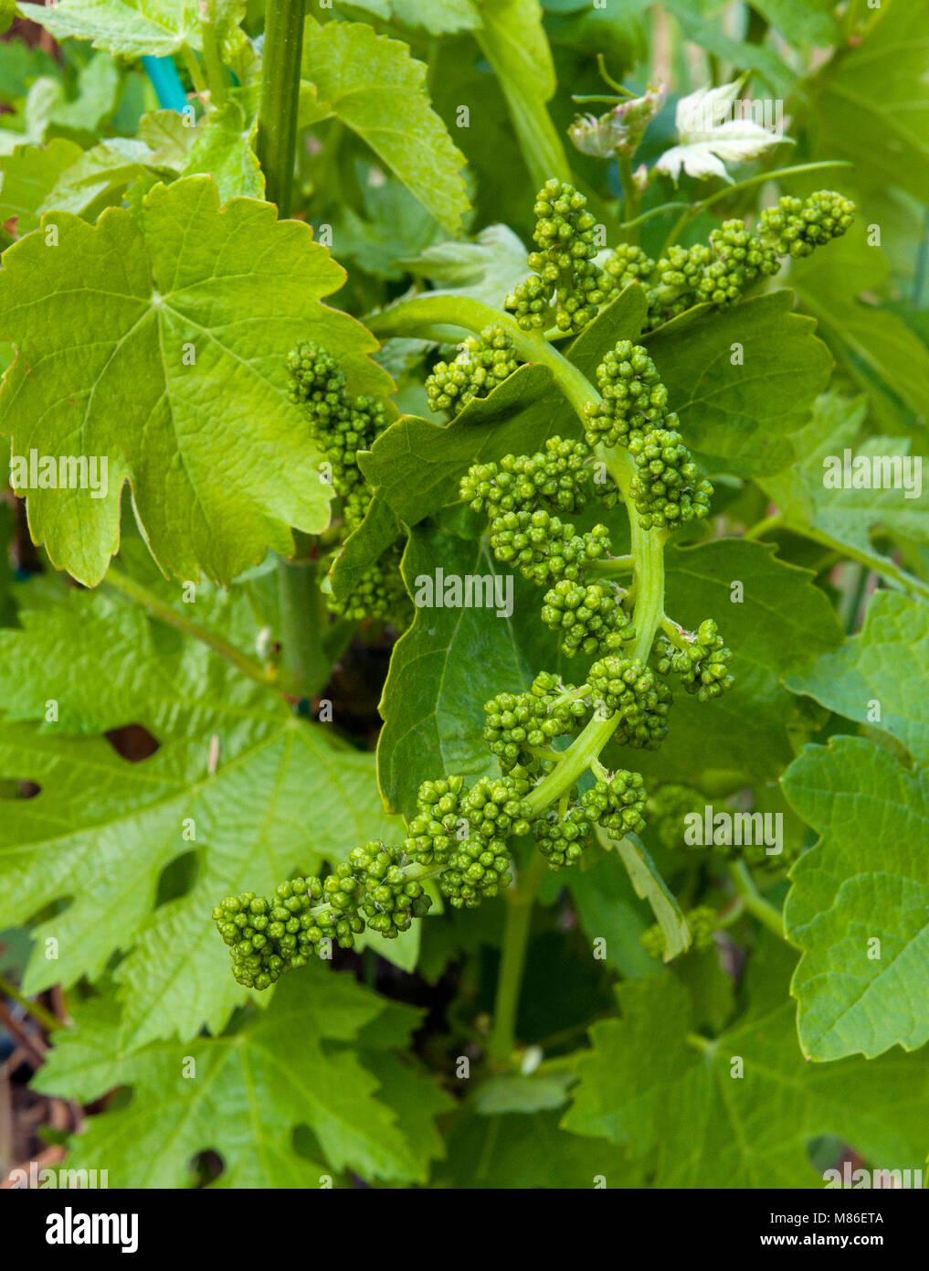 Inflorescences hi-res stock photography and images - Alamy