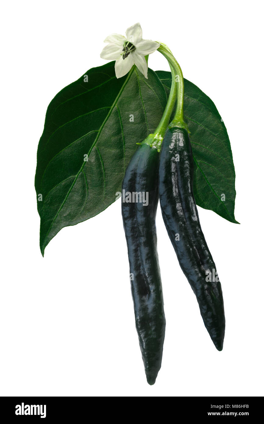 Pasilla Bajio or Chilaca Chile Peppers (Capsicum annuum), green ...