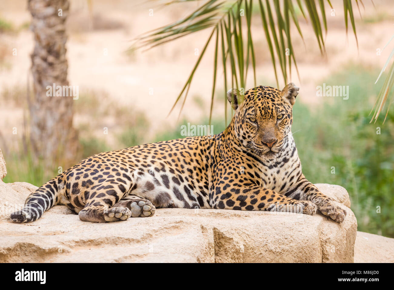 African leopard - Panthera pardus pardus - lying on a rock Stock Photo ...