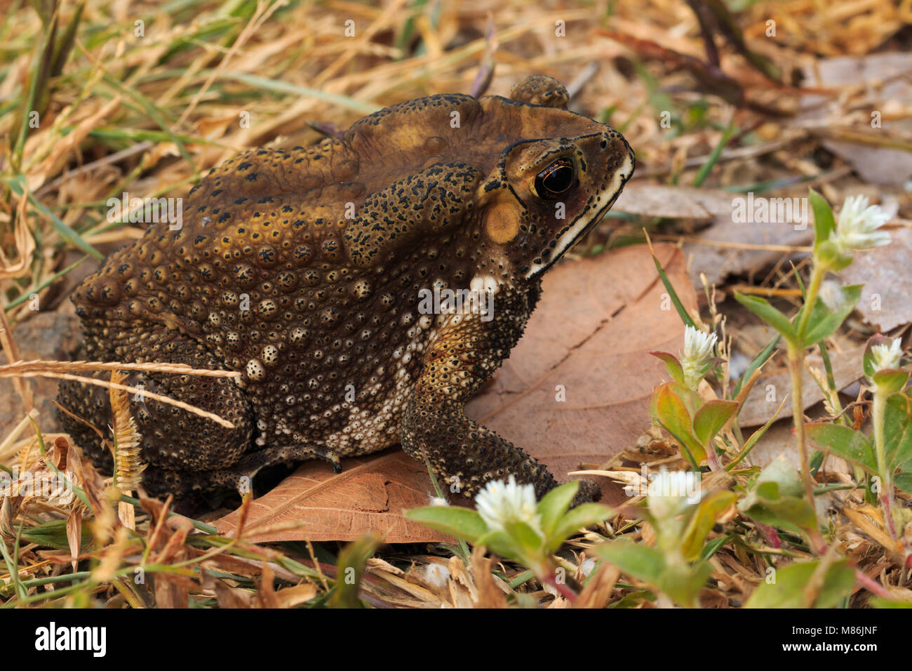 close up toad sitting on grass Stock Photo - Alamy