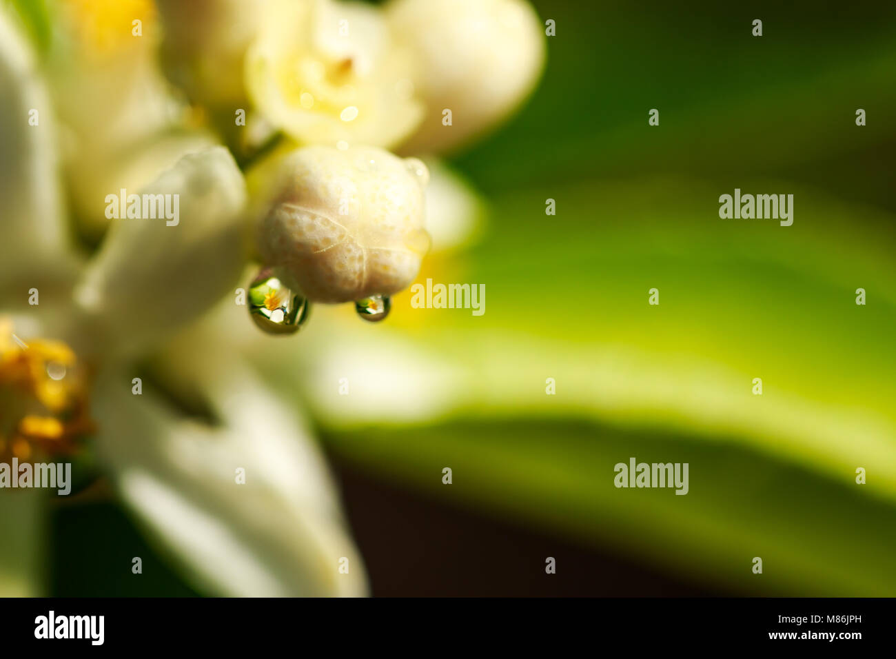 Under the flower hi-res stock photography and images - Alamy