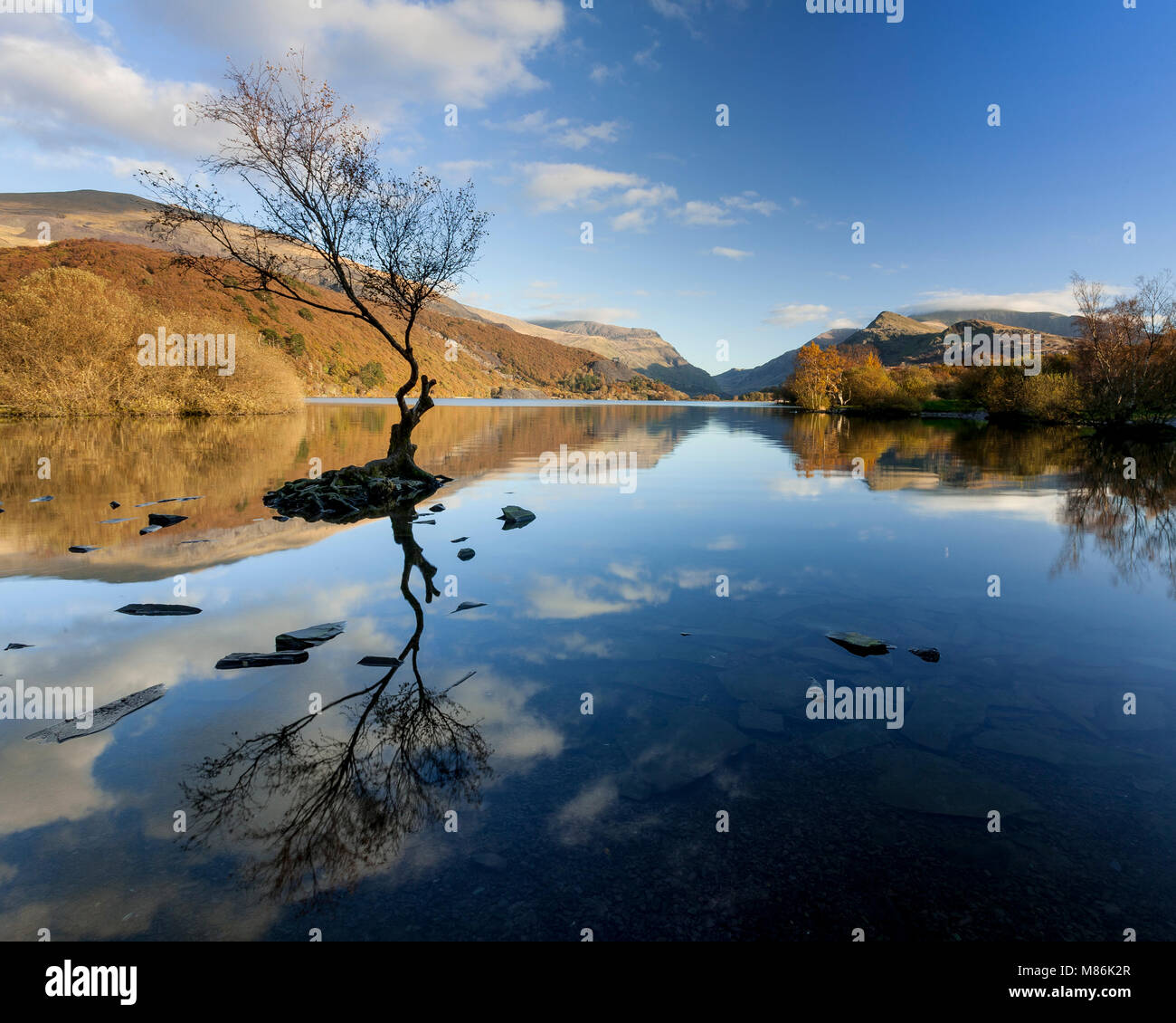 Lone tree in the waters of Llyn Padarn at Llanberis, Snowdonia, Wales ...