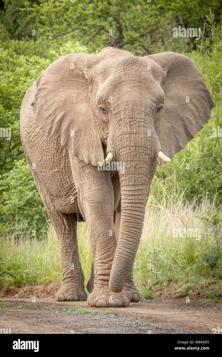 The Mighty Elephant Stock Photo - Alamy