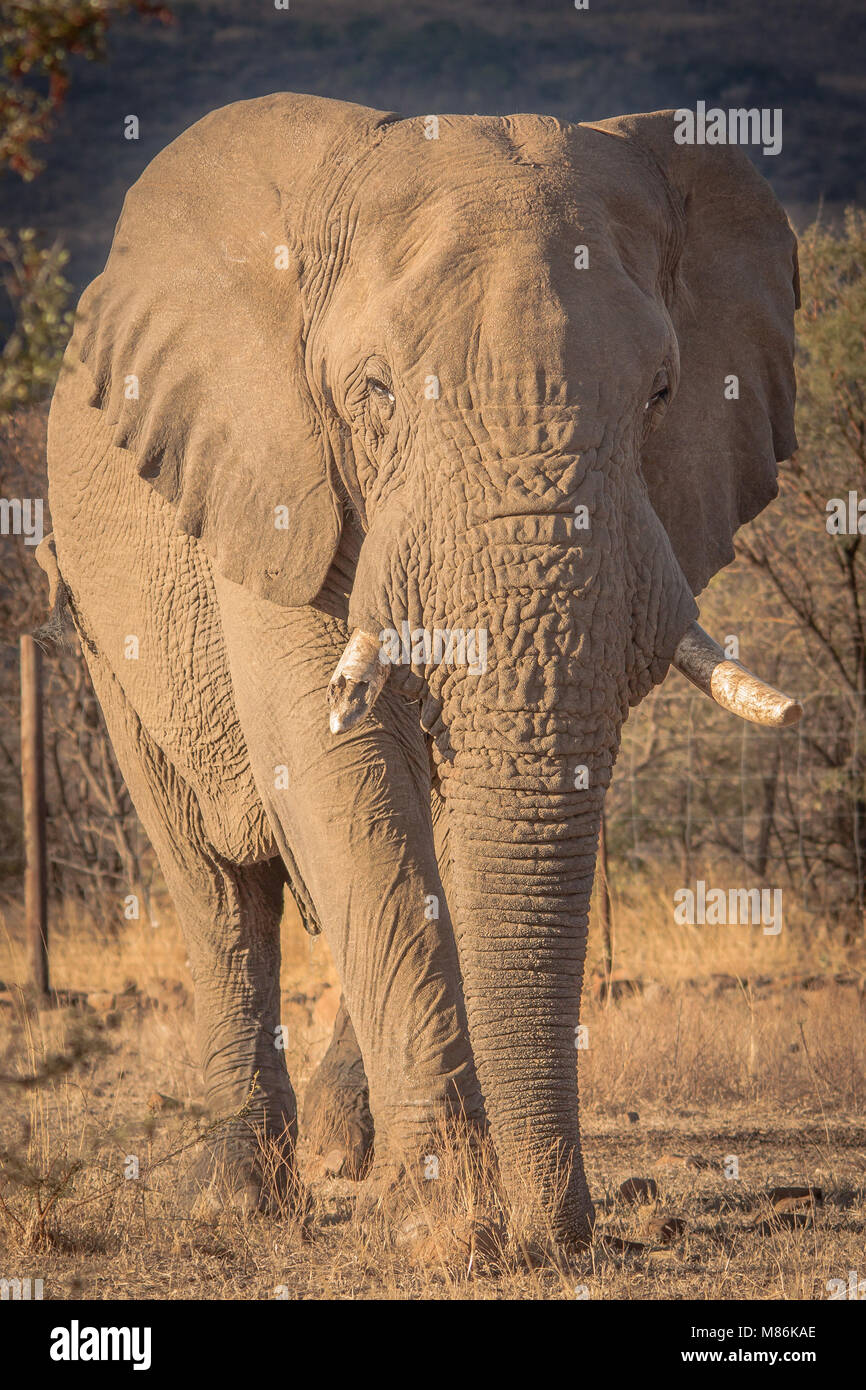 The Mighty Elephant Stock Photo - Alamy