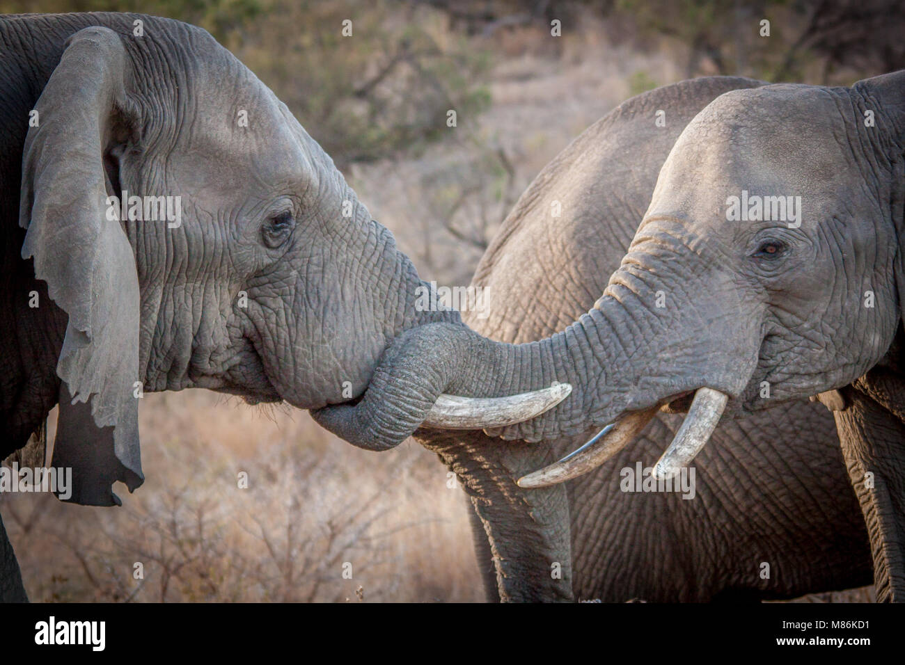 The Mighty Elephant Stock Photo - Alamy