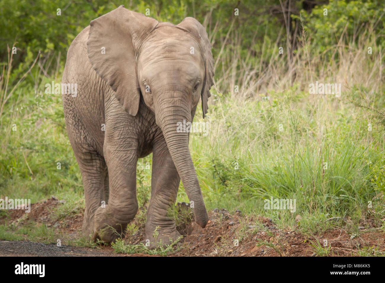 The Mighty Elephant Stock Photo - Alamy