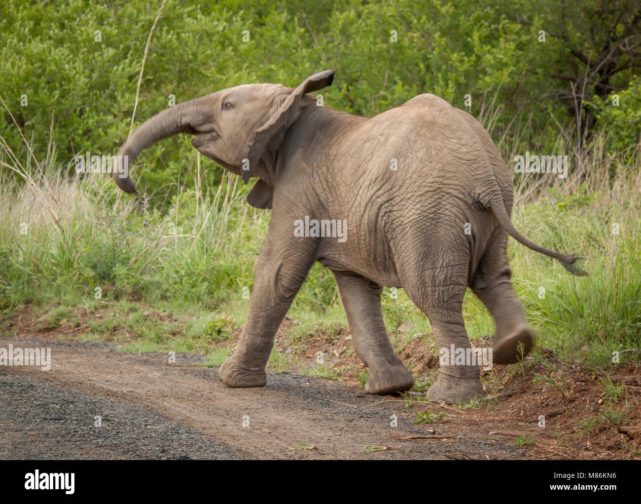 The Mighty Elephant Stock Photo - Alamy