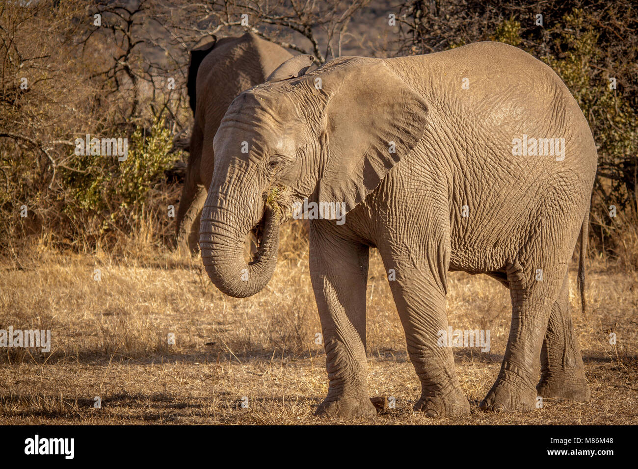 The Mighty Elephant Stock Photo - Alamy