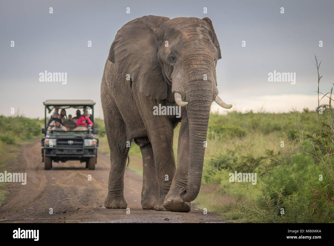 The Mighty Elephant Stock Photo - Alamy