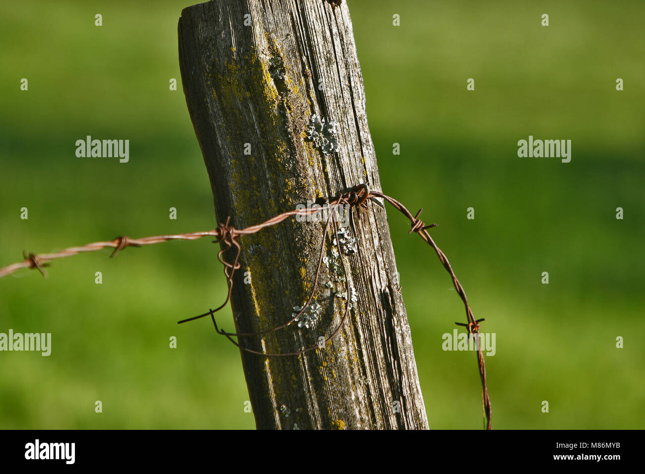 Close up of moss covered fence poset with rusty barb wire Stock Photo ...