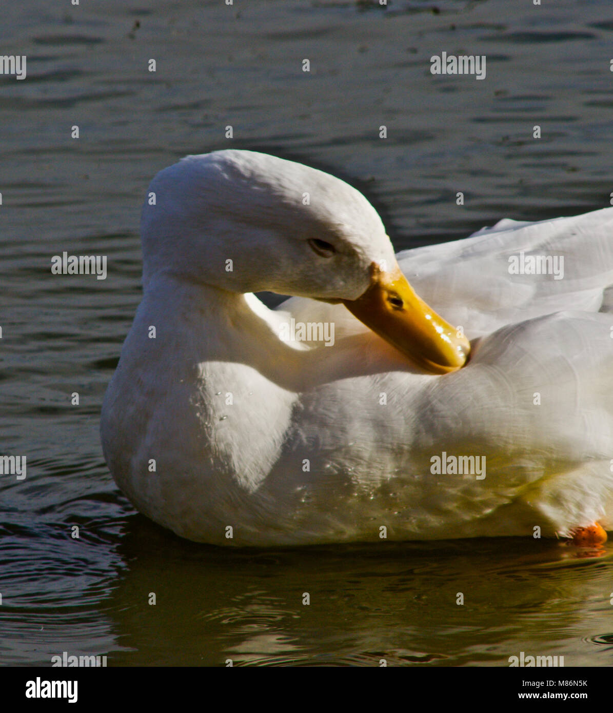 Tame Park Duck Preening Stock Photo - Alamy