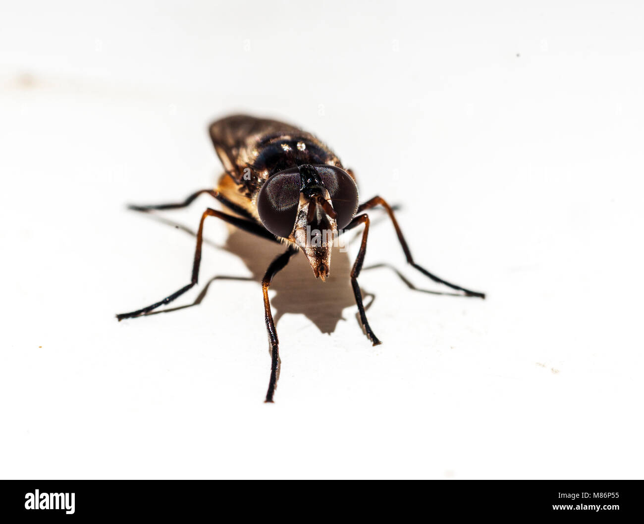 House fly close up macro hi-res stock photography and images - Alamy