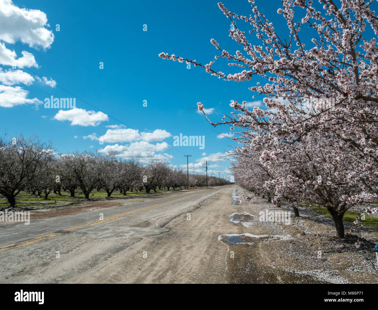 View of Country Road from the Almond Tree Fields Stock Photo - Alamy