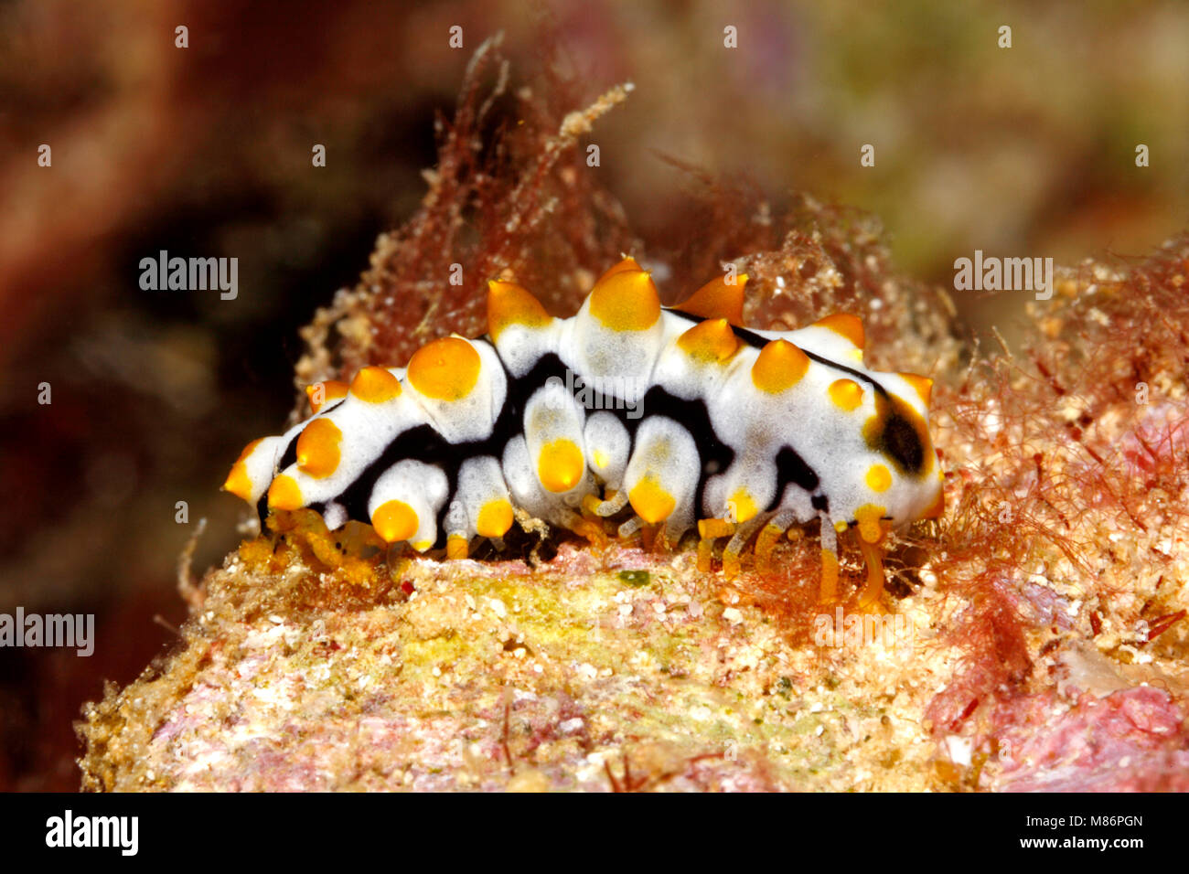 Nudibranch mimicry hi-res stock photography and images - Alamy