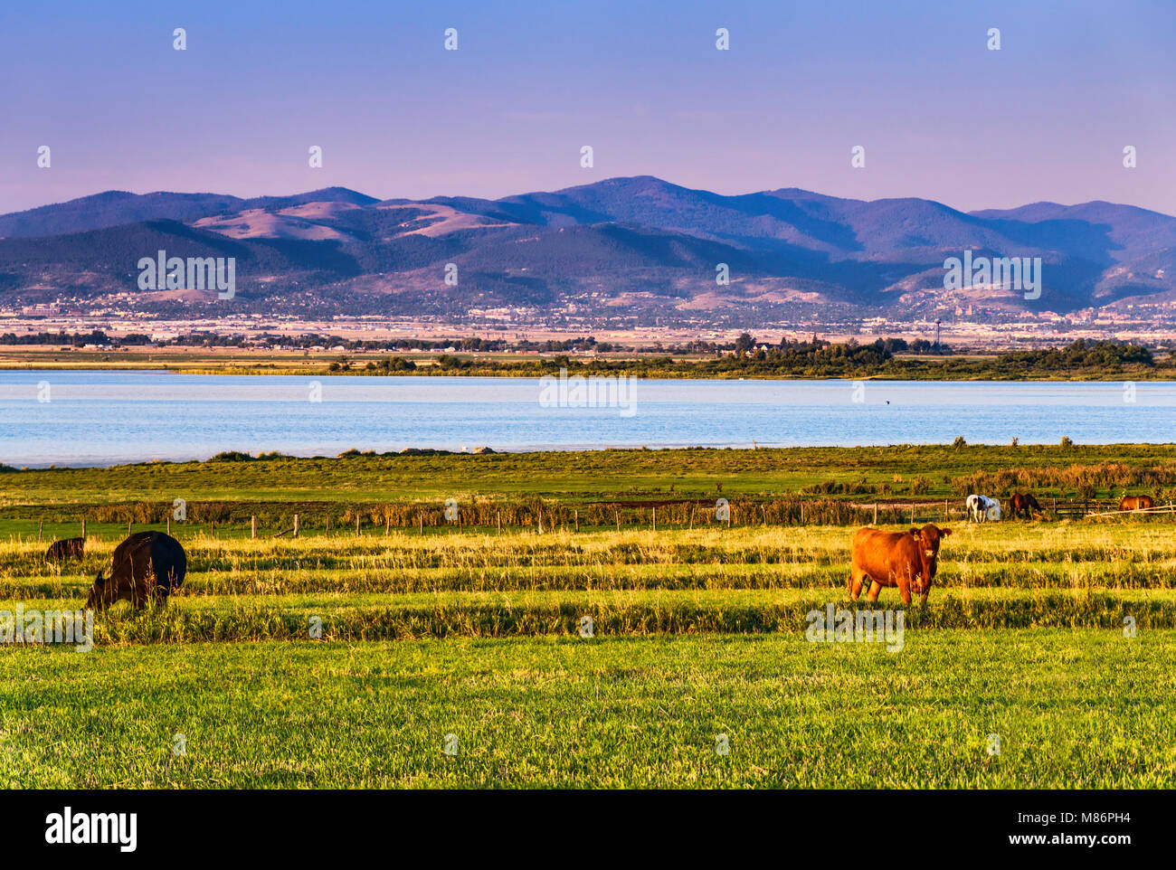 Cattle at pasture at sunrise, with Lake Helena, capital city of Helena ...