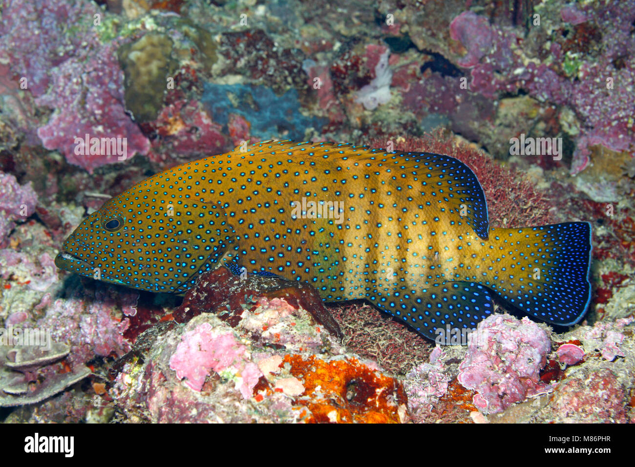 Peacock Grouper, Cephalopholis argus, pale phase Stock Photo - Alamy