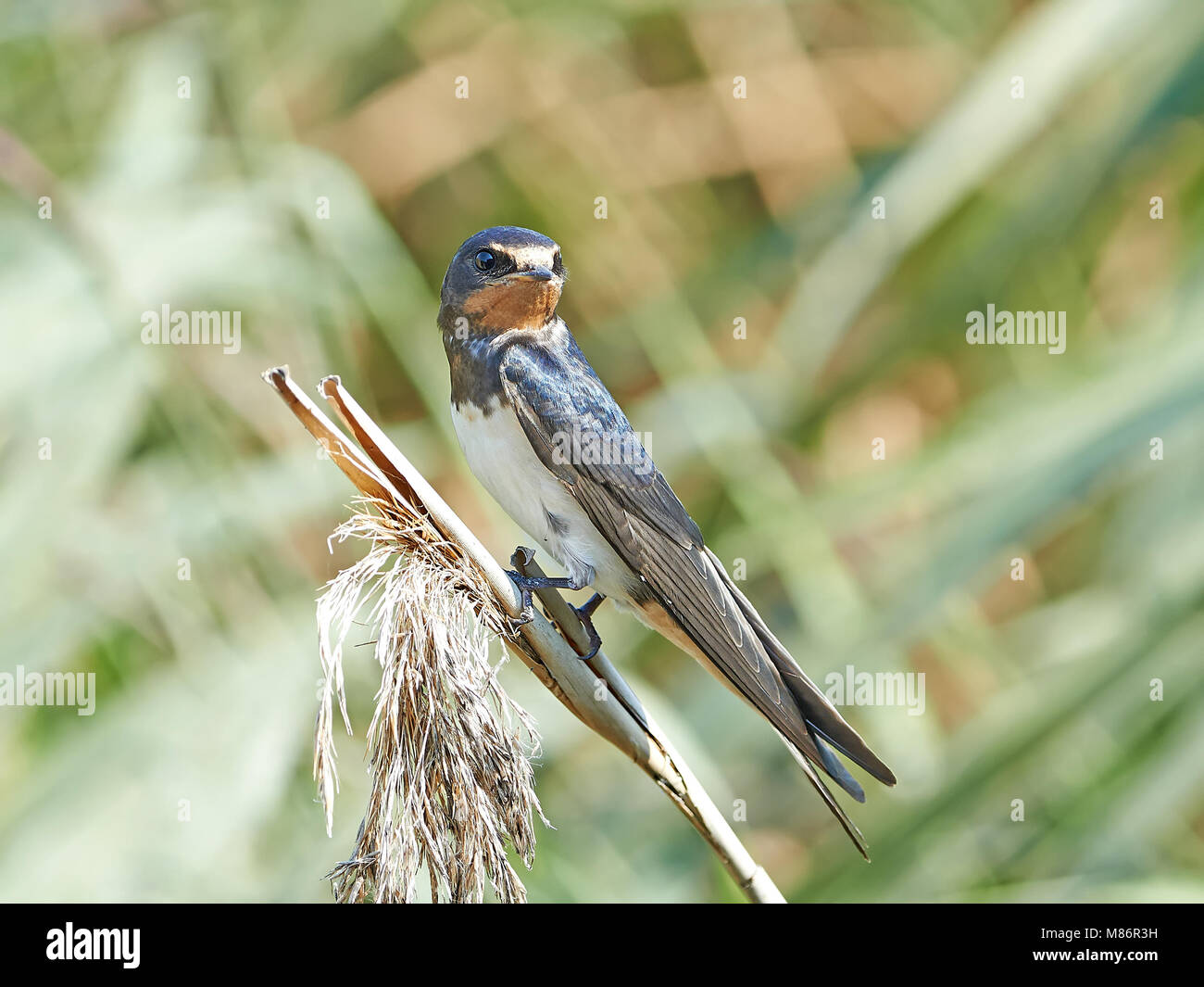 Barn Swallow sitting on a branch in its habitat Stock Photo - Alamy