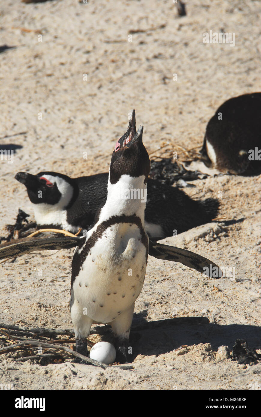 These South African Penguins were once called Jack Ass Penguins due to ...