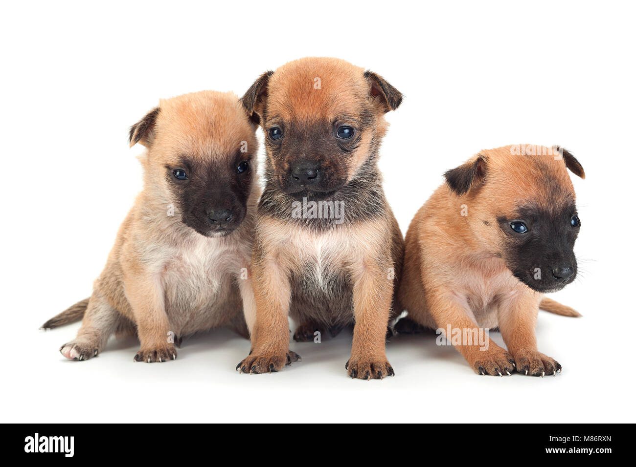 Young yellow puppy closeup isolated on white background Stock Photo - Alamy