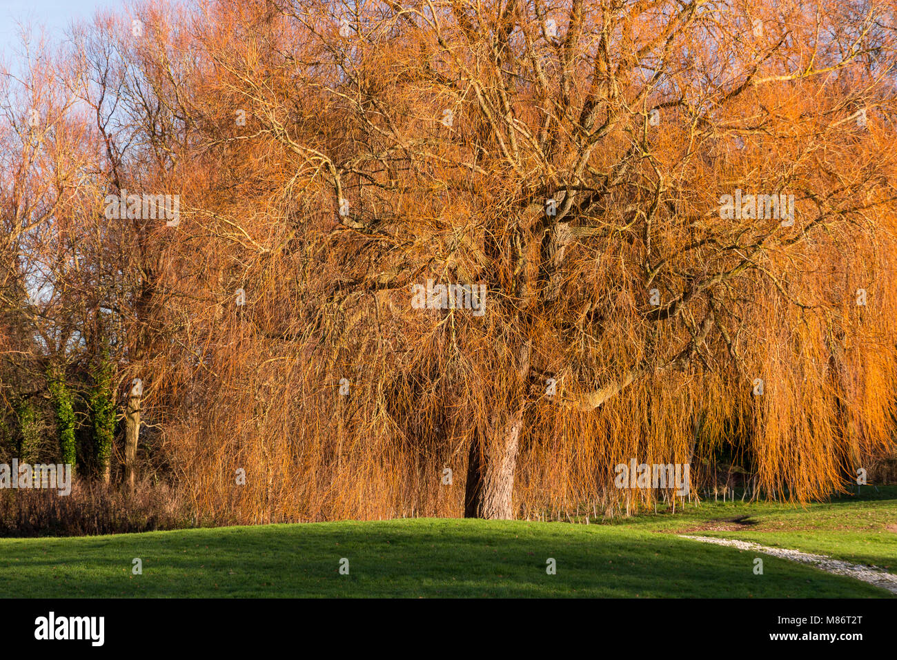Willow in garden winter hi-res stock photography and images - Alamy