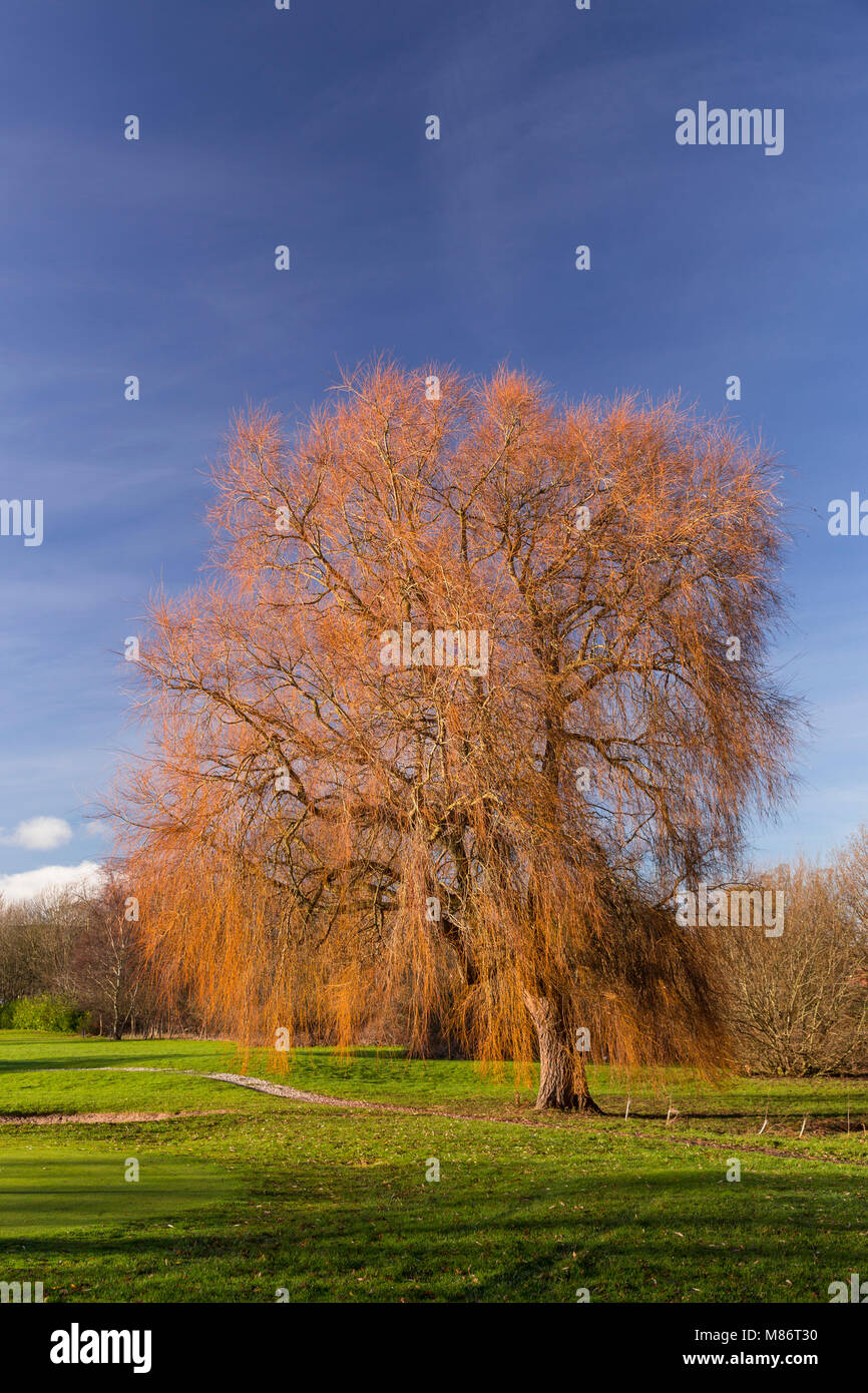 Winter willow tree hi-res stock photography and images - Alamy