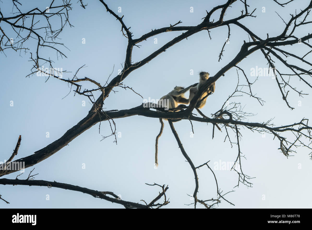 Hanuman with family hi-res stock photography and images - Alamy