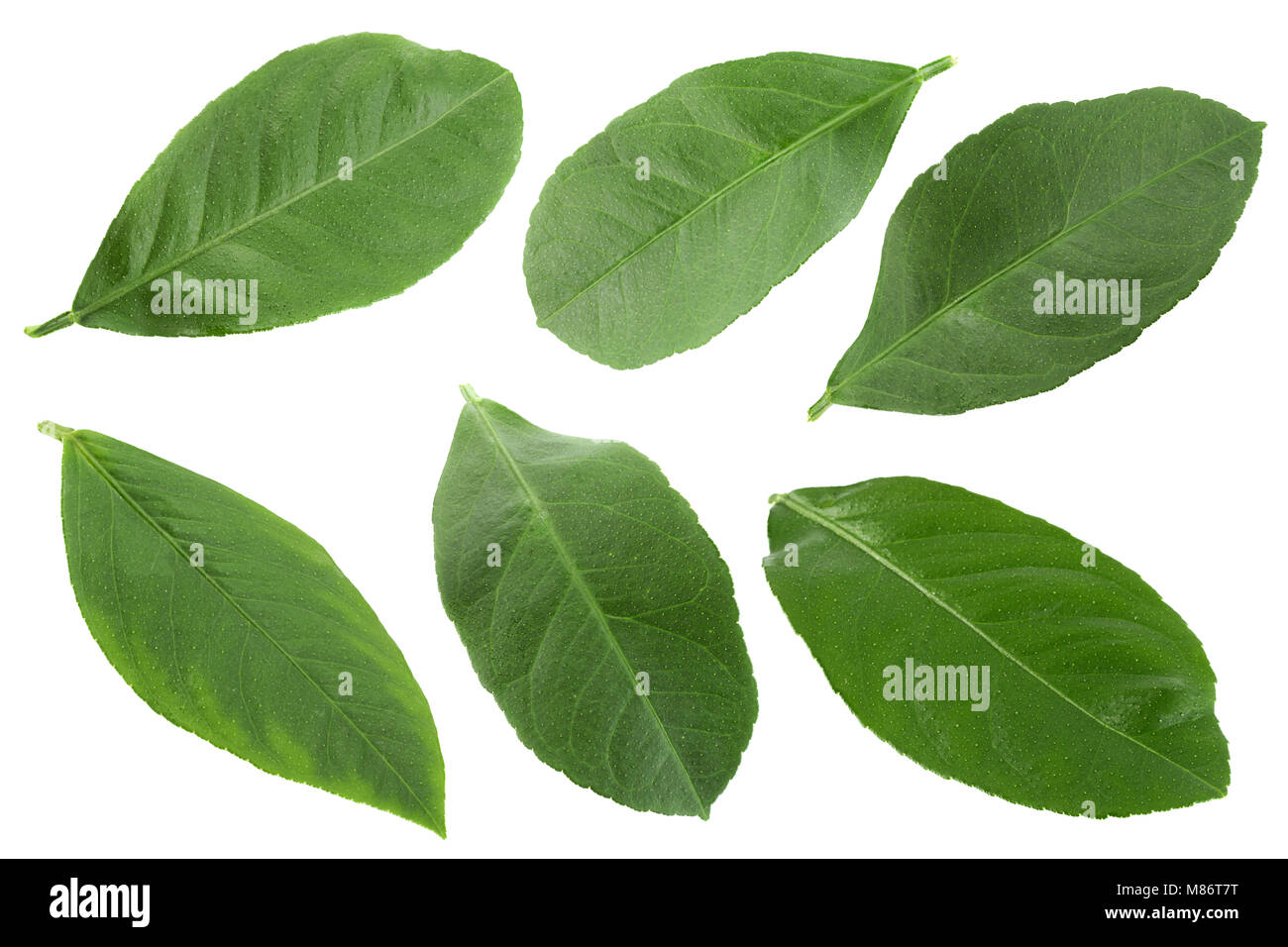 Citrus fruit leaf set isolated on white background Stock Photo - Alamy