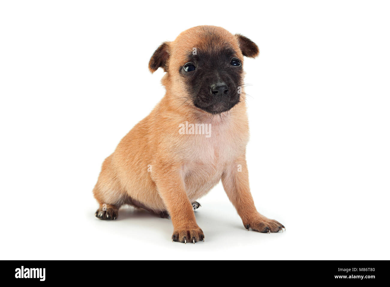 Young yellow puppy closeup isolated on white background Stock Photo - Alamy